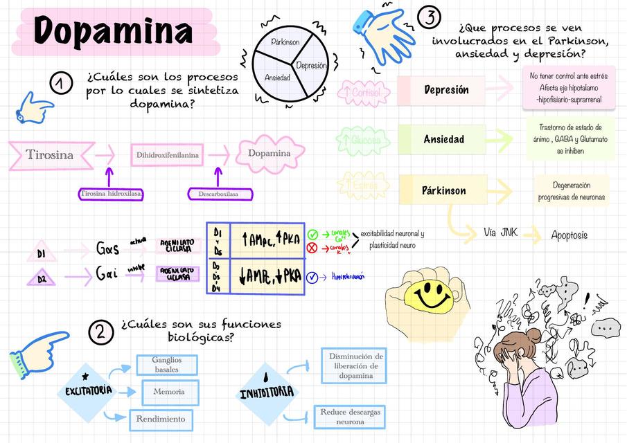 Resúmenes de Funciones dopamina | Descarga apuntes de Funciones dopamina
