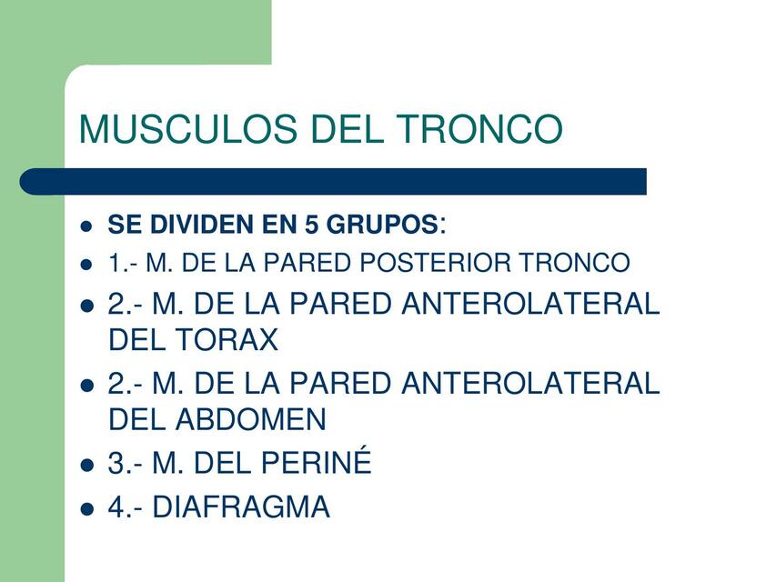 Músculos del tronco