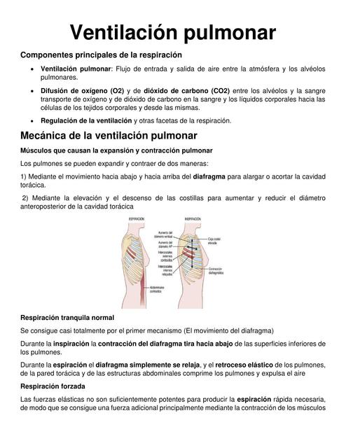 Ventilación pulmonar | ESPM MEDICINA | uDocz Ventilación pulmonar | ESPM MEDICINA | uDocz