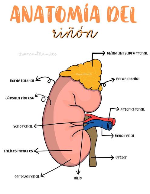 Anatomía de Riñón | samxnthastudy | uDocz Anatomía de Riñón | samxnthastudy | uDocz