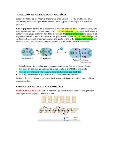 Formación de polipéptidos y proteínas | Docsity | uDocz