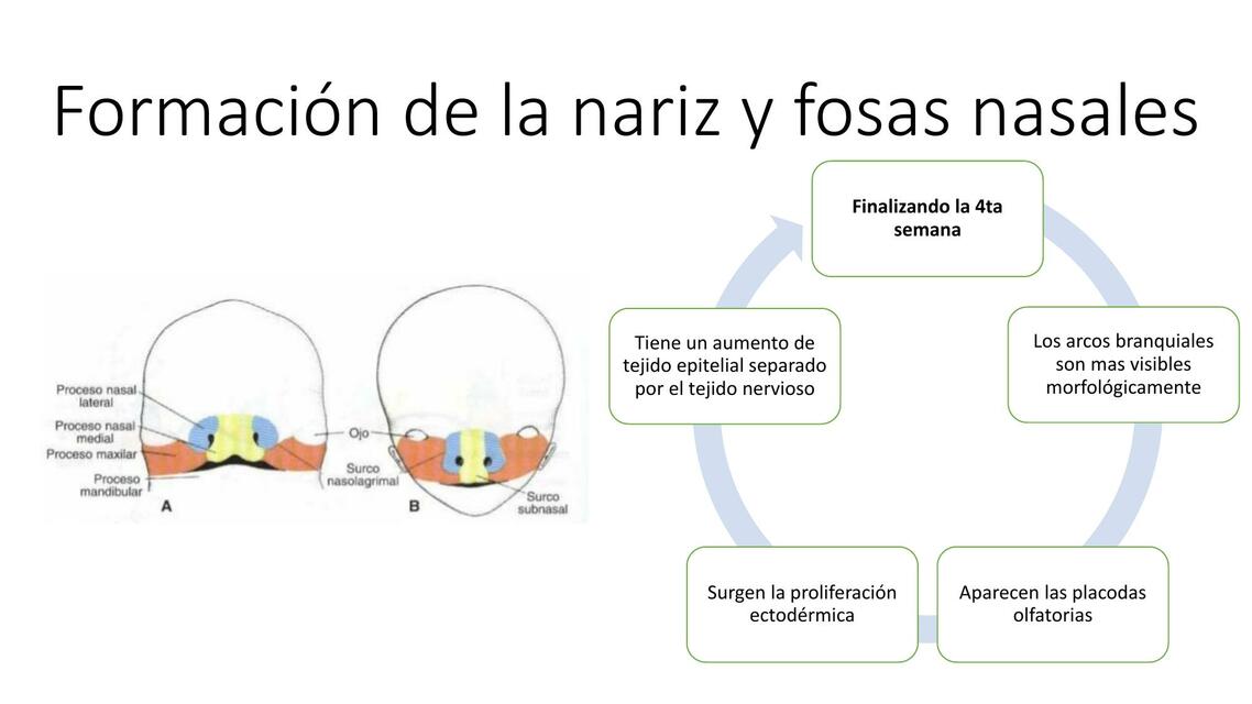 Resúmenes de Formación de la placodas | Descarga apuntes de Formación ...