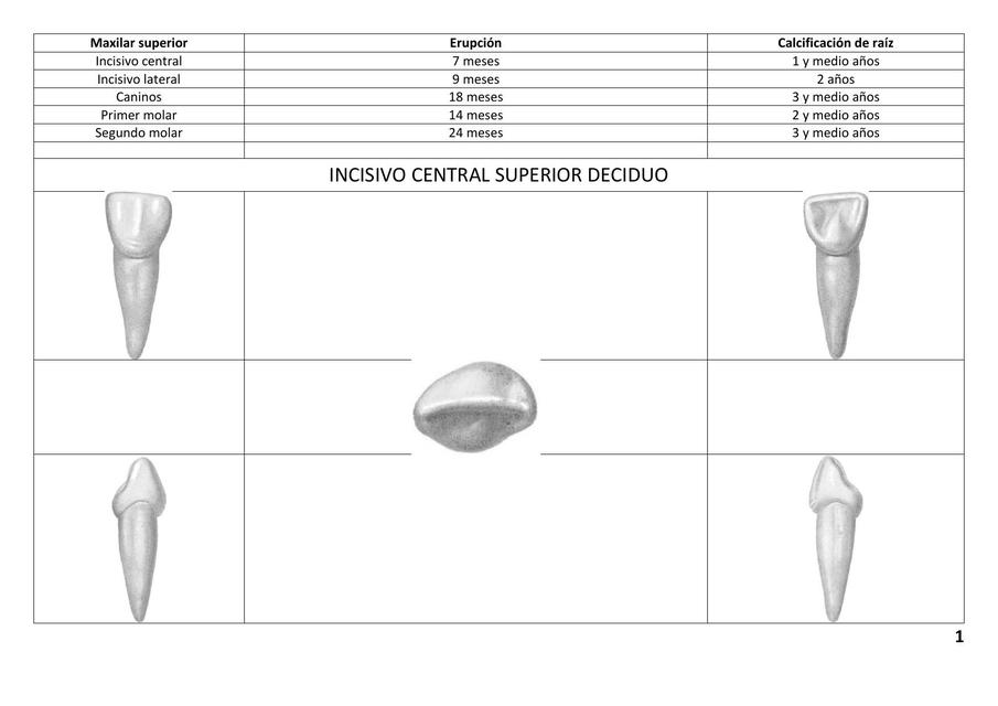 Piezas dentales y sus tiempos de formación | Estudia Odonto | uDocz