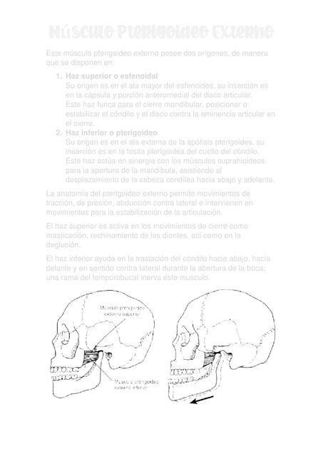 Músculo pterigoideo externo | Estudia Odonto | uDocz