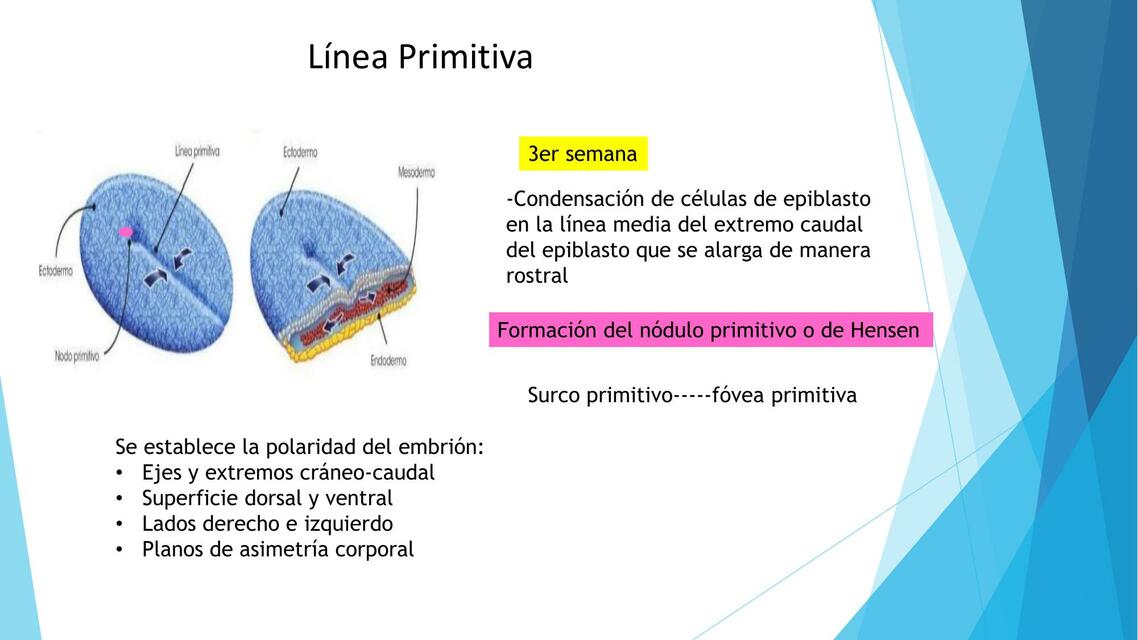 Línea primitiva | Michelle Salvador | uDocz