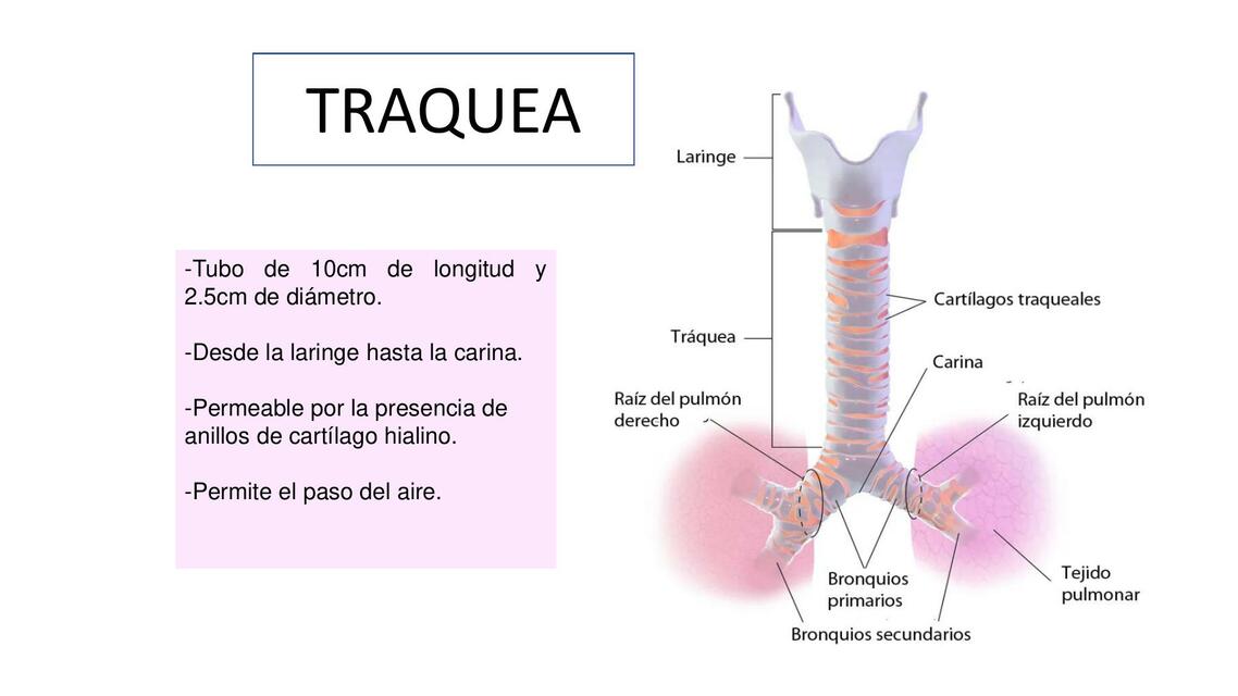 Tráquea | Michelle Salvador | uDocz