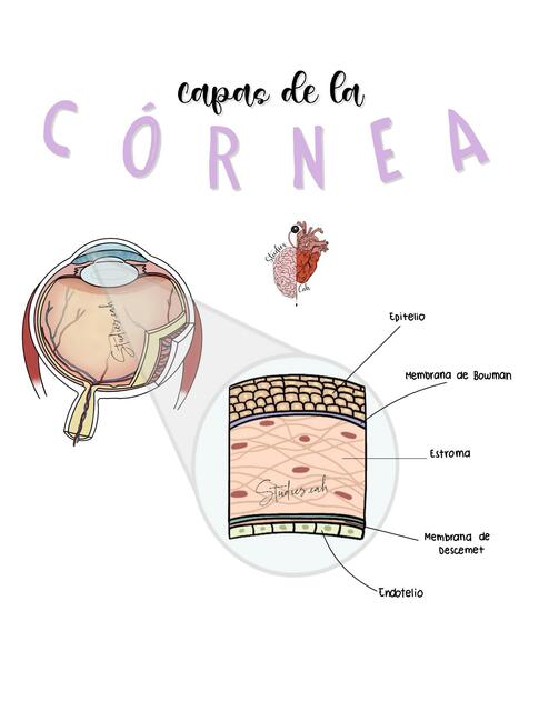Capas de la córnea | Studiescah | uDocz