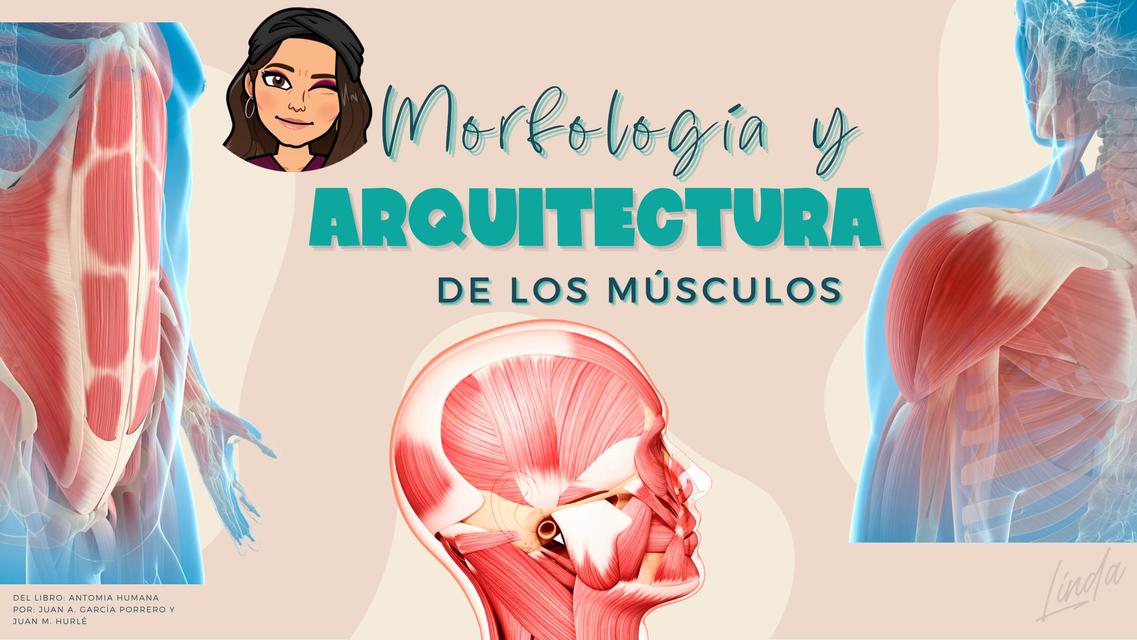 Morfología y arquitectura de los músculos | Linda Palacios | uDocz