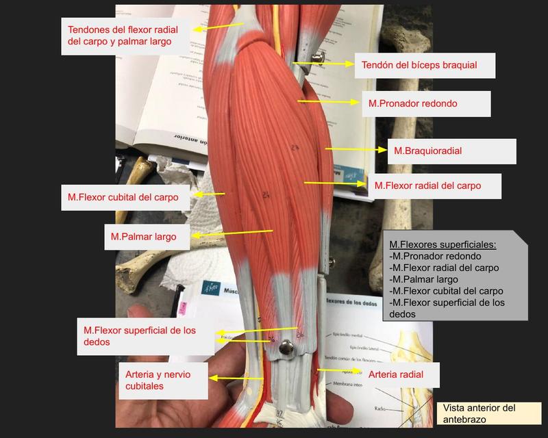 Modelo De Musculos Dos Membros Superiores