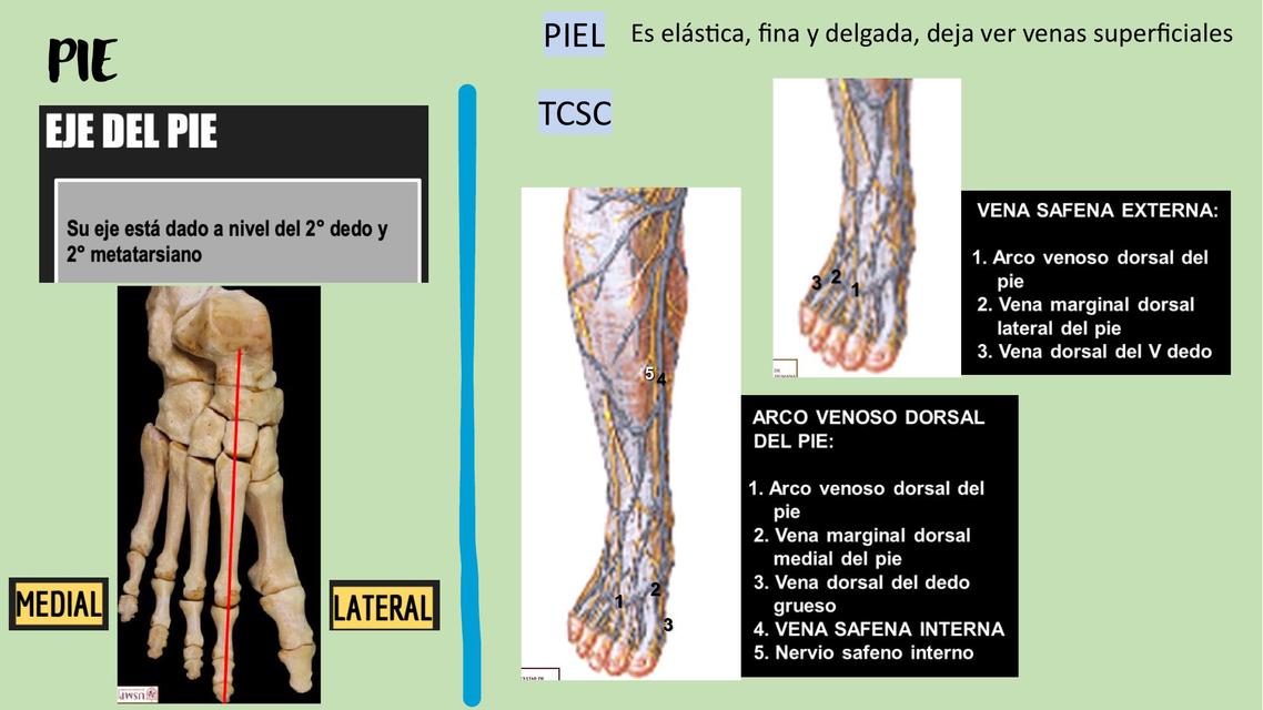 Anatomía del Pie | Mariana Zarelly Vargas Cárdenas | uDocz