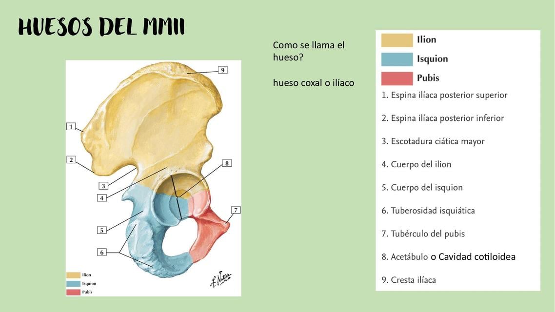 Huesos de la Pelvis | Mariana Zarelly Vargas Cárdenas | uDocz