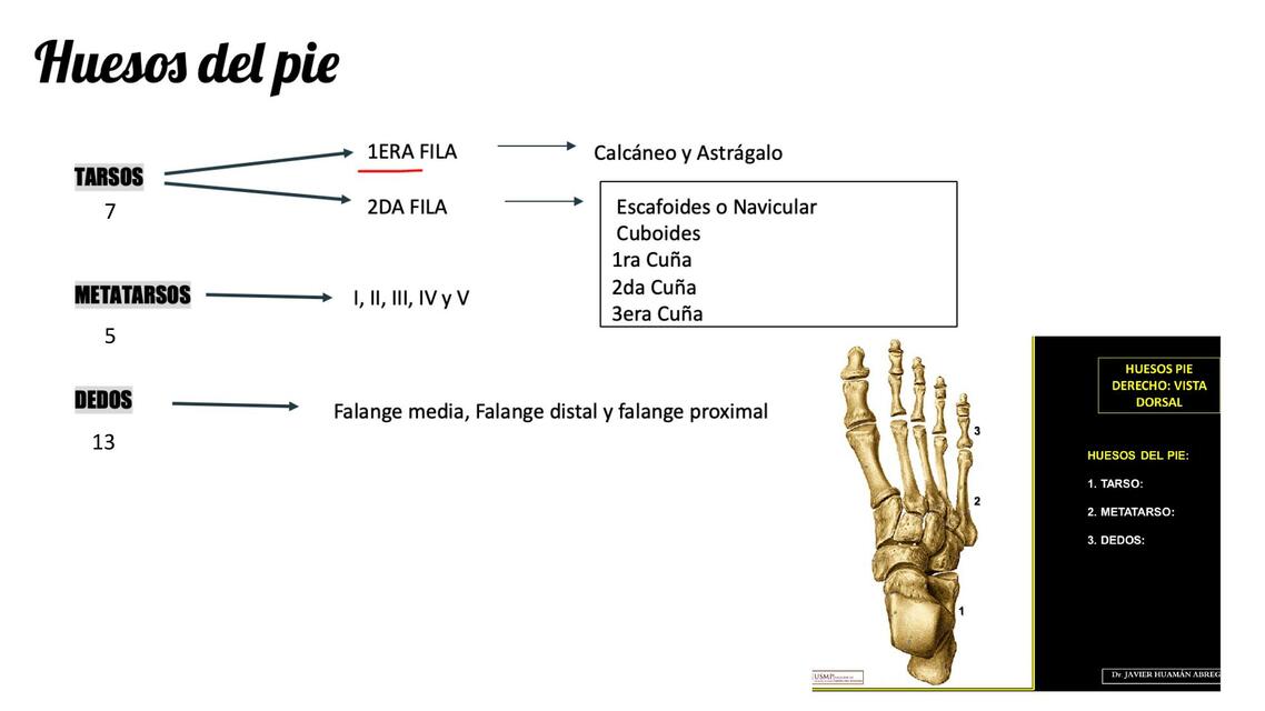 Huesos del Pie | Mariana Zarelly Vargas Cárdenas | uDocz