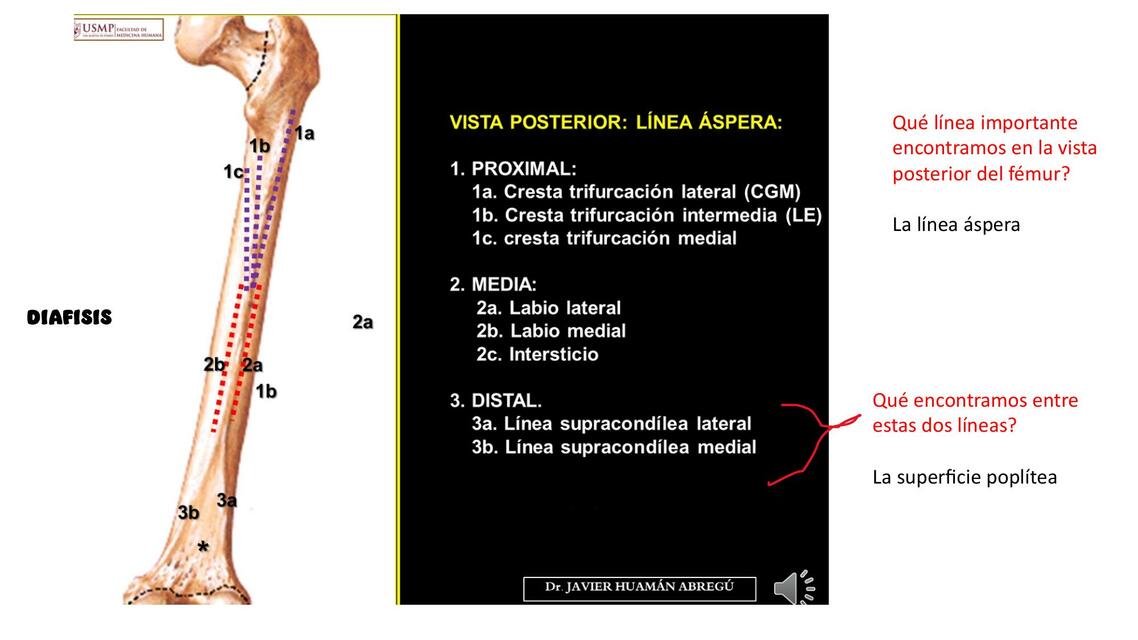 Diáfisis | Mariana Zarelly Vargas Cárdenas | uDocz