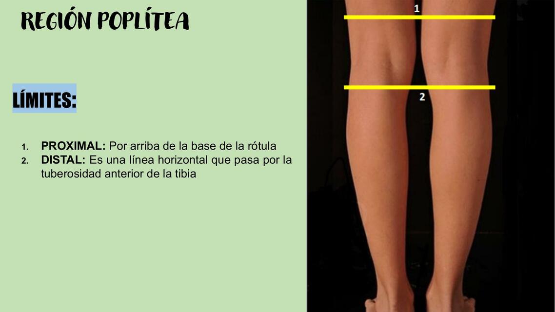 Región poplítea | Mariana Zarelly Vargas Cárdenas | uDocz