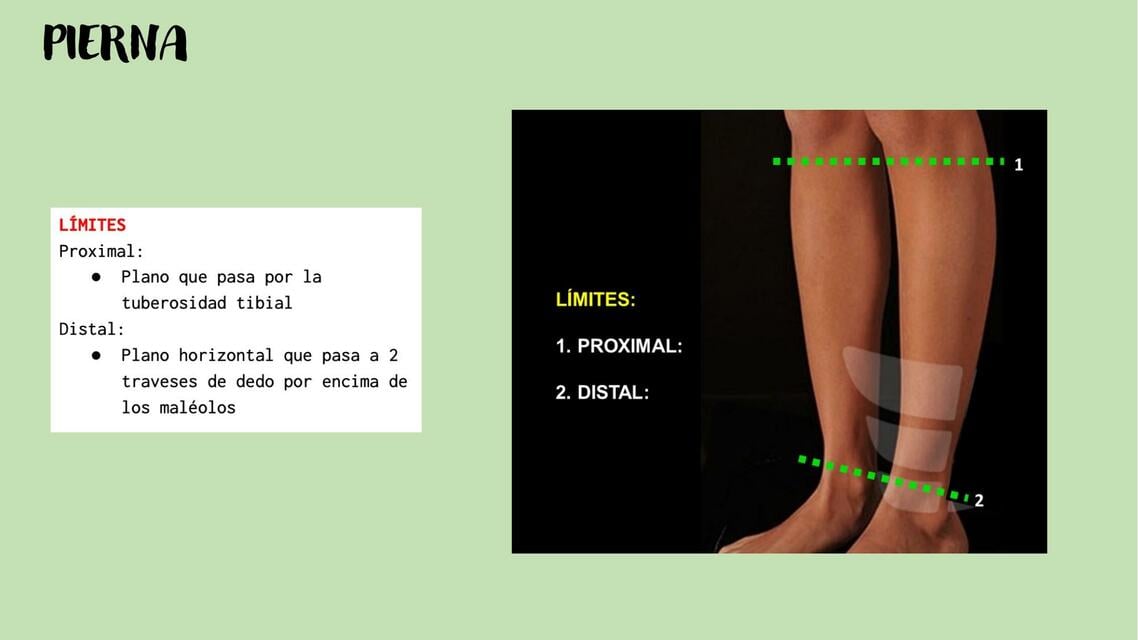 Flashcards de Pierna | Por Mariana Zarelly Vargas Cárdenas | uDocz