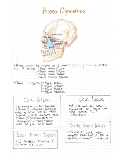 Hueso cigomático | Ilse | uDocz