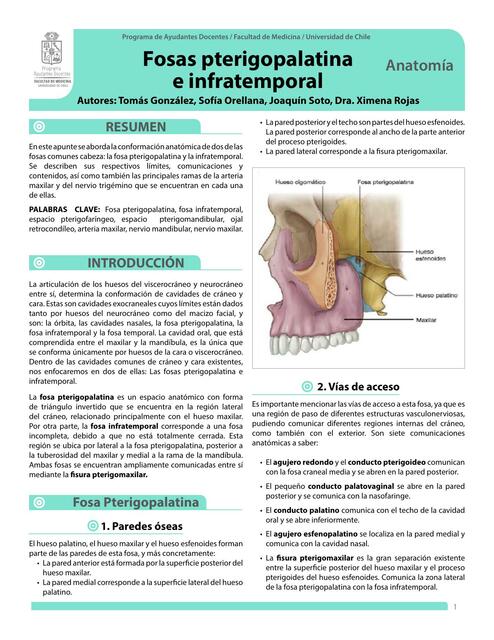 Fosas Pterigopalatina e Infratemporal | Fernanda Graf | uDocz
