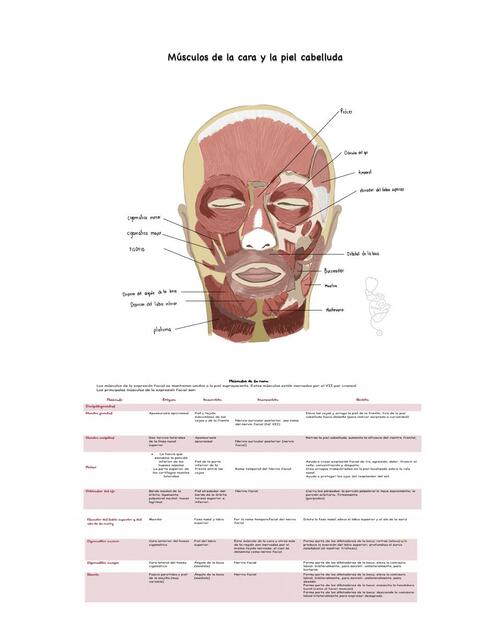 Resúmenes de Cigomático menor | Descarga apuntes de Cigomático menor