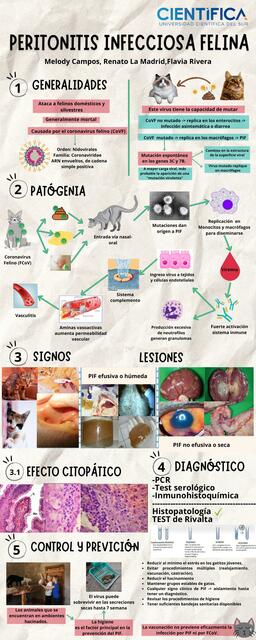 Peritonitis Infecciosa Felina | Melody Campos | uDocz