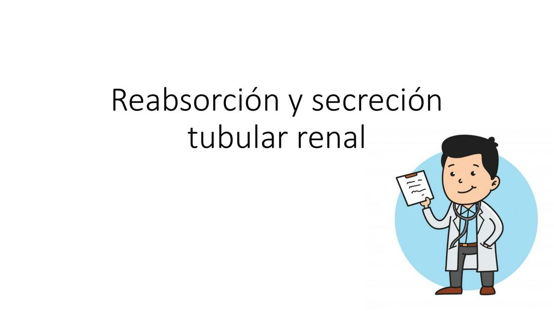 Secreción tubular renal | Busca y descarga apuntes gratis | uDocz