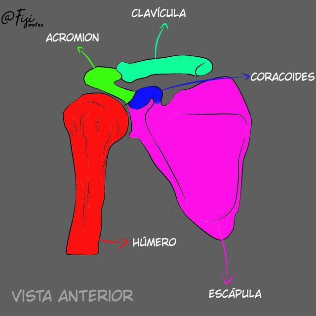 Músculos Rotadores del Hombro | Fisi Notes | uDocz