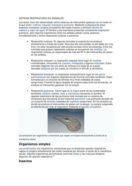 Sistema Respiratorio en Animales | Maria Jose Yazuri Condori Alanoca ...