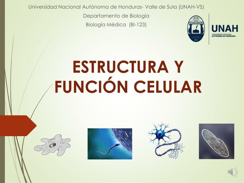 Estructura y Función Celular | Nohelia Cardona | uDocz
