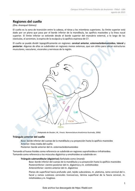 Regiones del Cuello | Melina Barreto | uDocz