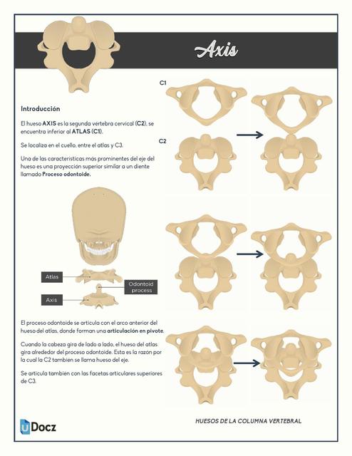 Columna vertebral: Axis (C2) | C Altamirano, MD | uDocz