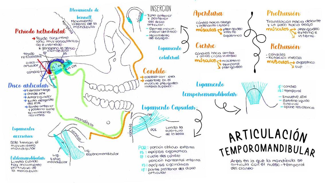 Resúmenes De Articulación Temporomandibular Descarga Apuntes De