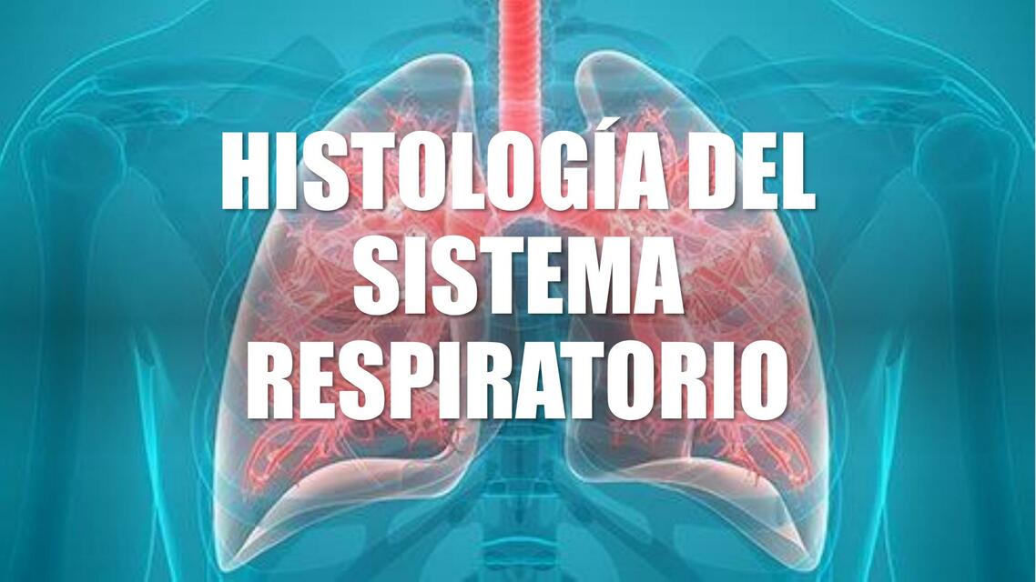 Histología del Sistema Respiratorio | Briggitte Yamilé Suarez Esteban | uDocz