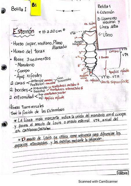 Anatomia 2 | Medicina | uDocz