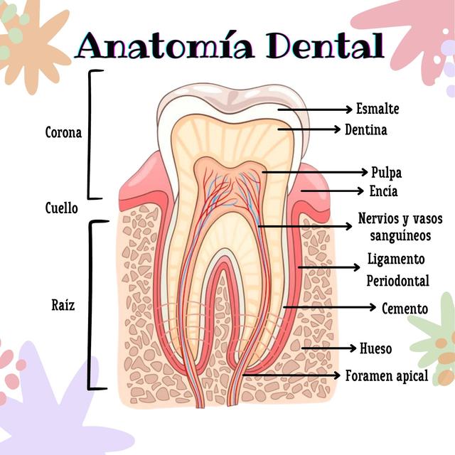 Anatomía Dental | uDocz