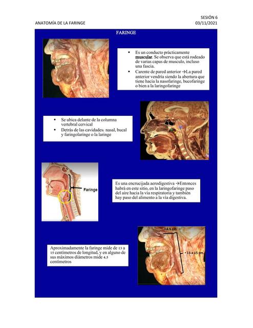 Anatomía de la Faringe | Emmanuel Suárez | uDocz