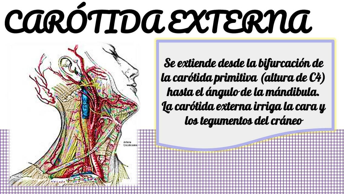 Resúmenes de Carótida externa | Descarga apuntes de Carótida externa