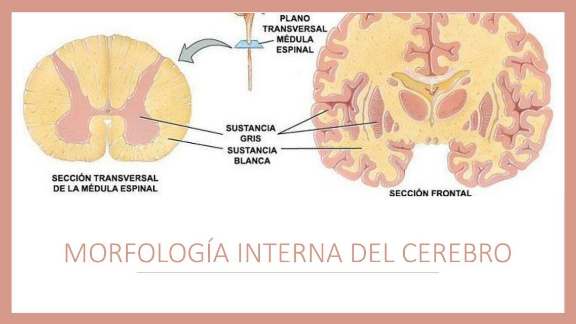 Exposición 8 - Neuroanatomía - Morfología Interna del Cerebro | Briggitte Yamilé Suarez Esteban ...