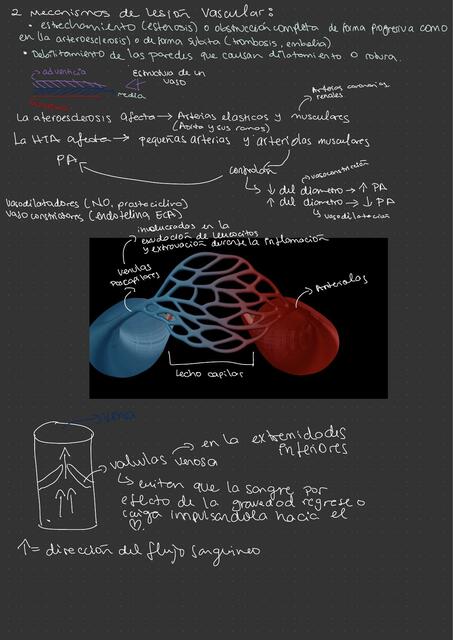 Fisiopatología de Hipertensión Arterial | medi_fer | uDocz