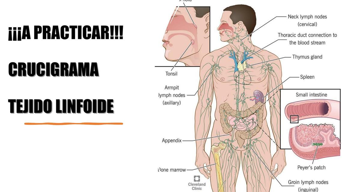 Crucigrama de Tejido Linfoide | Briggitte Yamilé Suarez Esteban | uDocz
