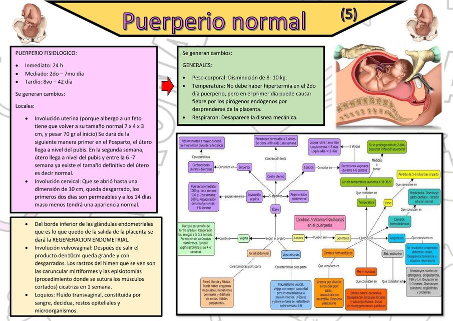 Puerperio Normal (5) | J/Diego P/Vásquez | uDocz