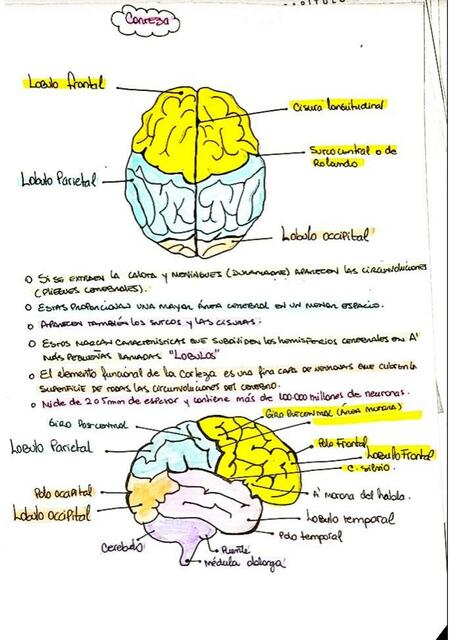 Anatomía De La Corteza Cerebral Andrea Correa Udocz