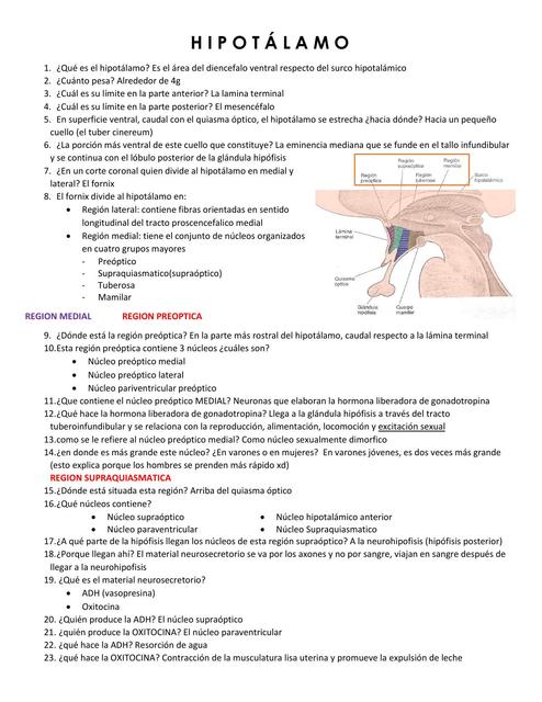 Anatomía del Hipotálamo | Alejandra Avila | uDocz