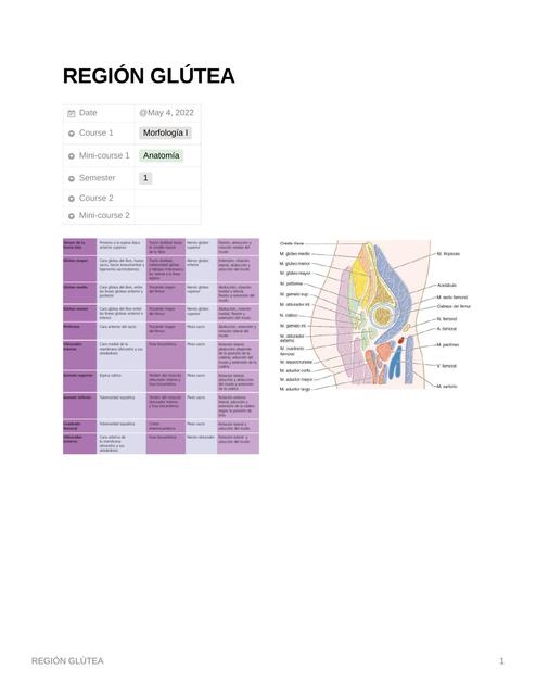 Embriología | uDocz