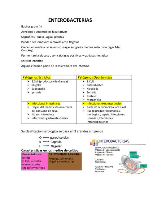 Enterobacterias | Rodrigo Villegas | uDocz