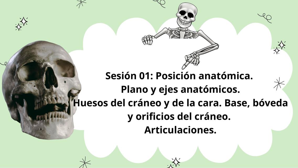 Sesión 01: Posición anatómica. Plano y ejes anatómicos. Huesos del ...