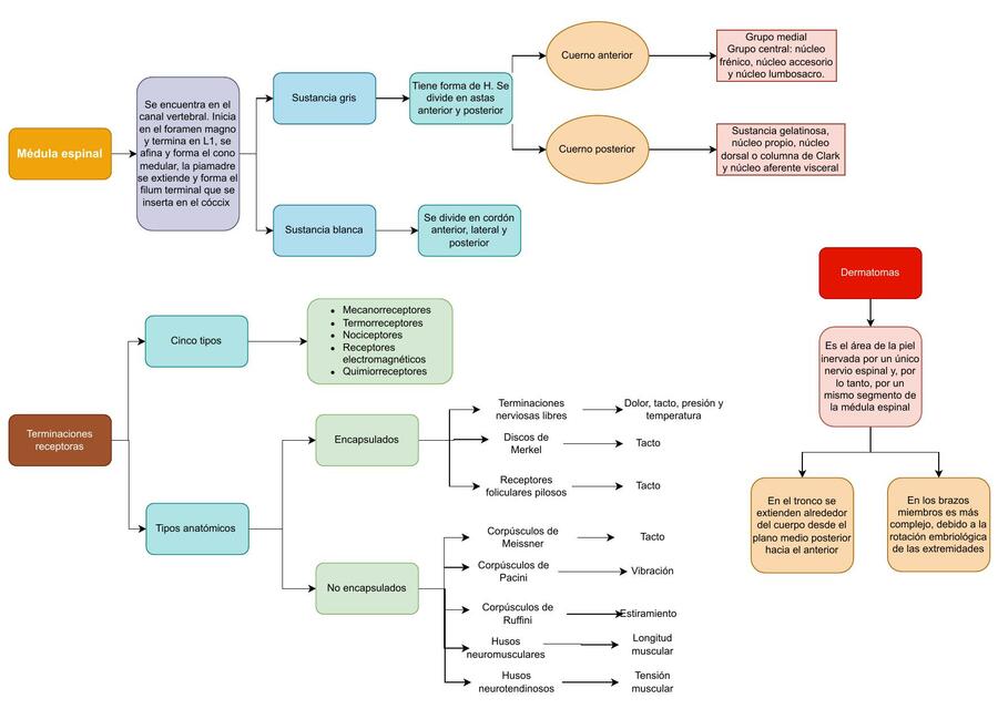 Resúmenes de Discos de Merkel | Descarga apuntes de Discos de Merkel