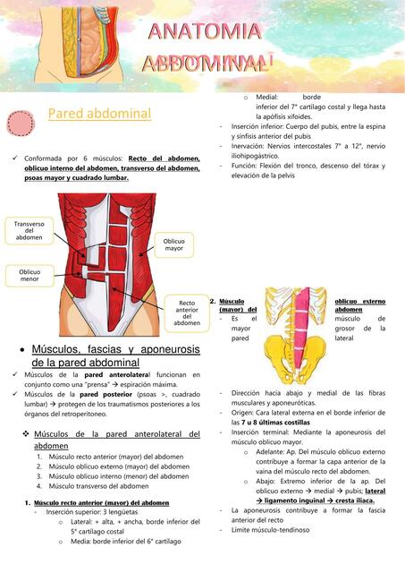 Anatomía abdominal | Med. Mariel | uDocz