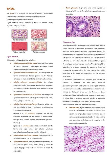 Existen 4 Tipos De Tejido 3 Tejido Epitelial El Tejido Epitelial Est