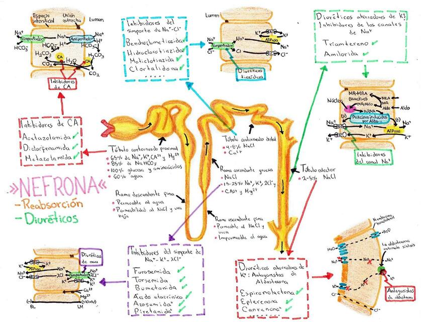 Nefrona | Sofia Jiménez | uDocz