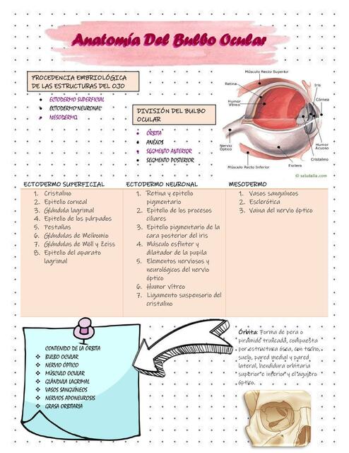 Anatomía del Bulbo Ocular | Jhenniffer Andrea Salas Olave | uDocz