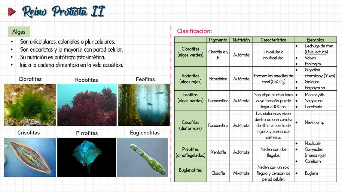 Reino Protista II | Tracy Jara | uDocz
